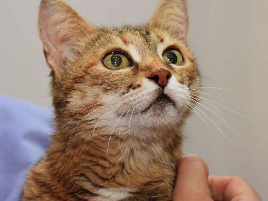 Кошачье счастье в дом