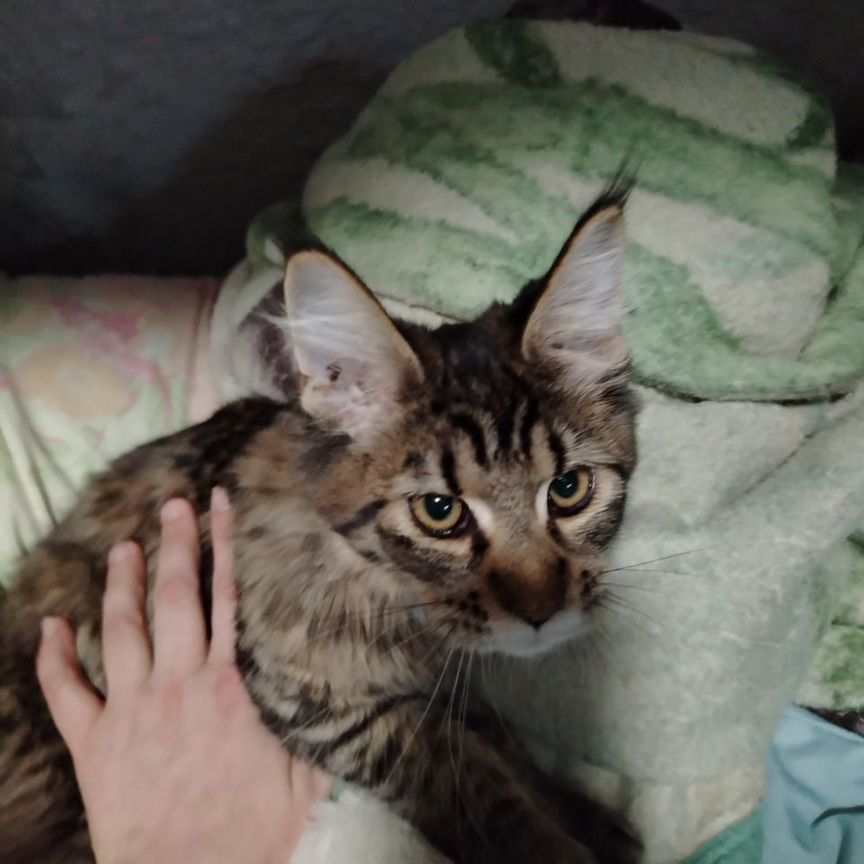 Мейн-кун котёнок