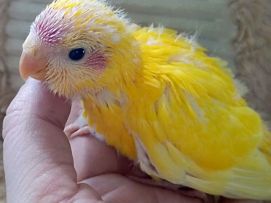 Попугай какарик