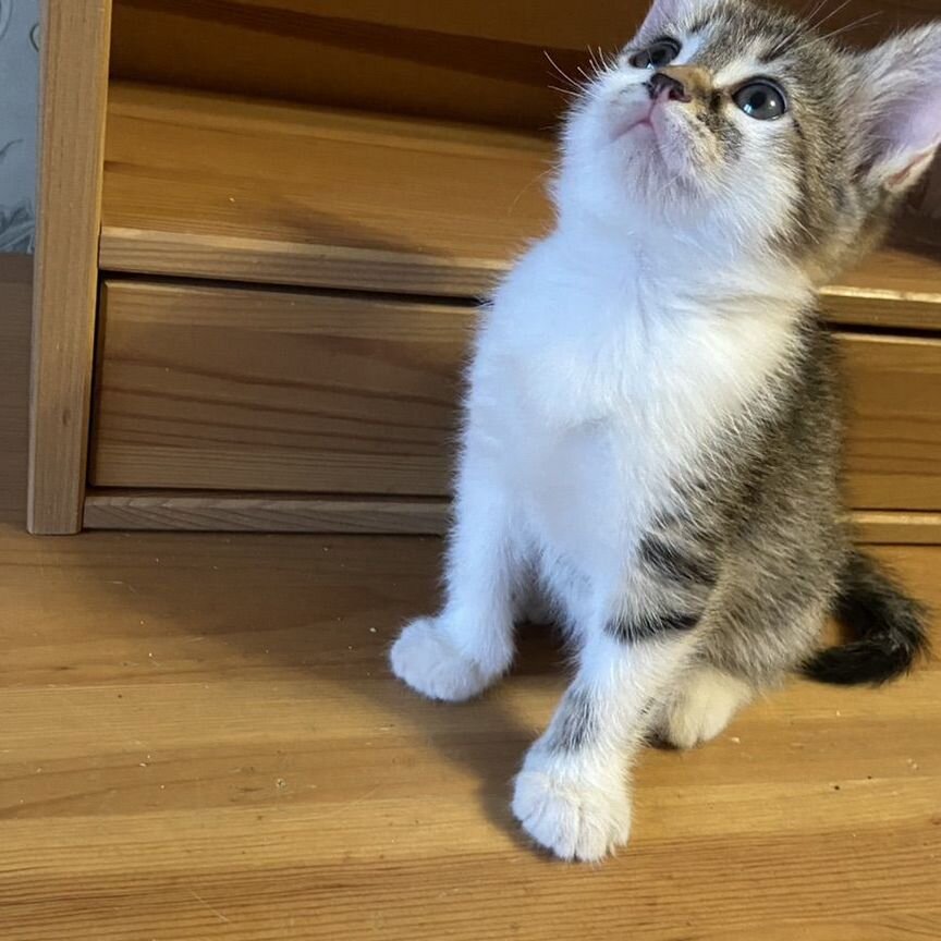 Котята