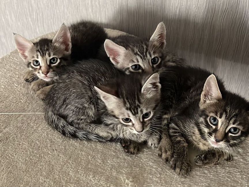 Котята хорошие воспитанные