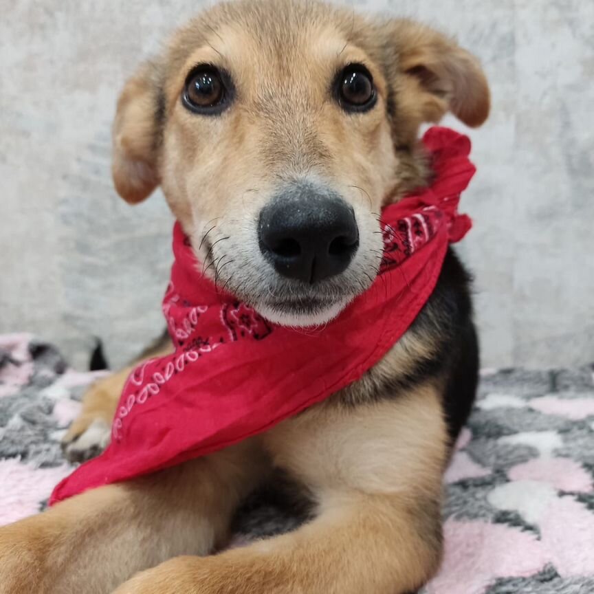 Умненькая жизнерадостная Сэнди в добрые руки