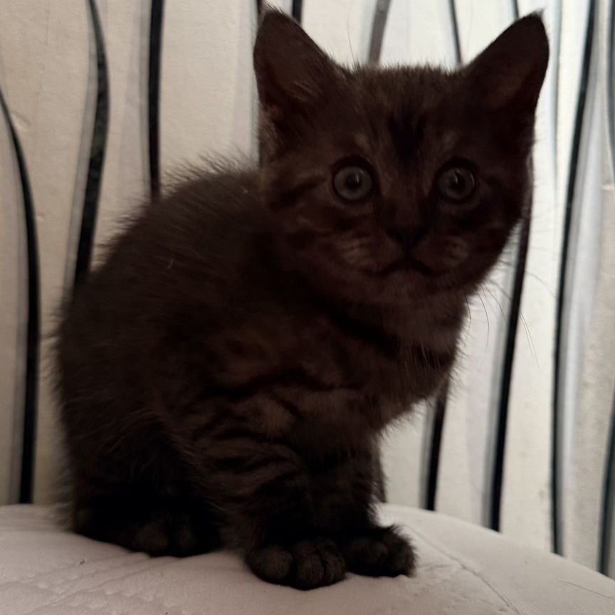 Британский короткошёрстный котёнок