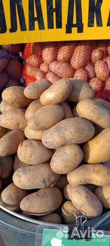 Семенной картофель купить в Казанской | Товары для дома и дачи | Авито
