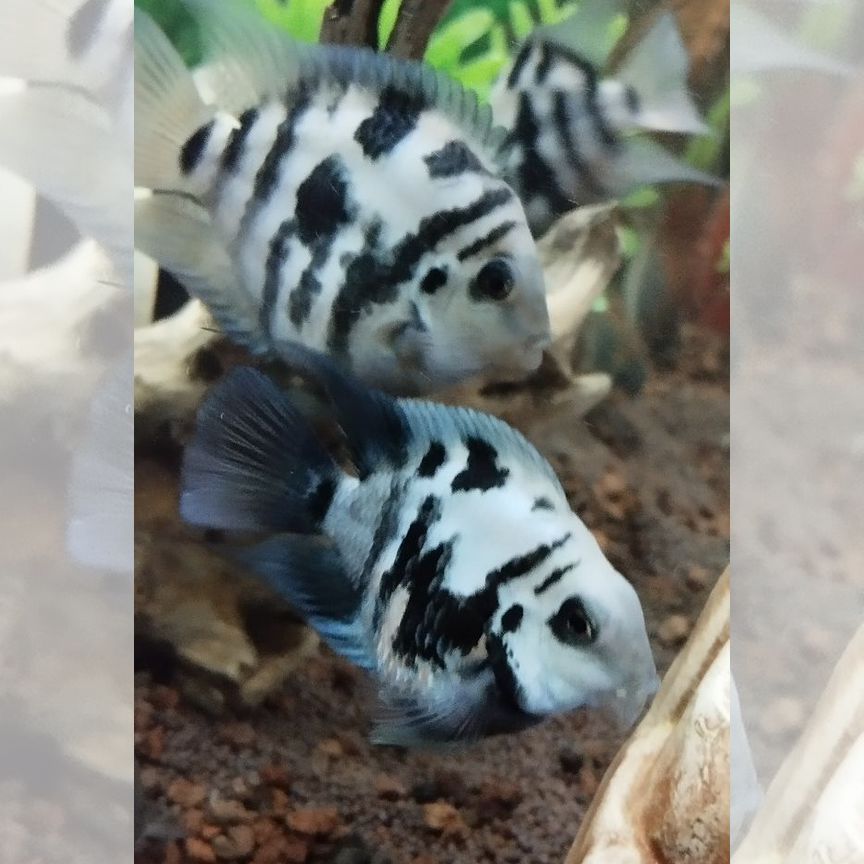 Рыбка сапфировый попугай