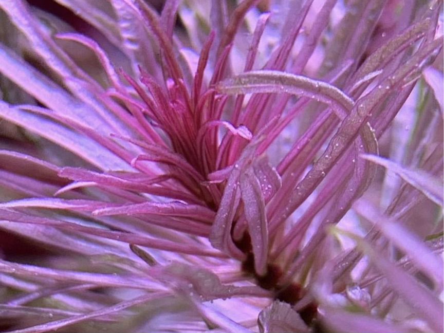 Красные растения для аквариума, Отправка по России