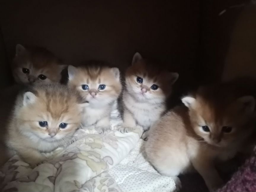 Шикарные котята золотой шиншиллы