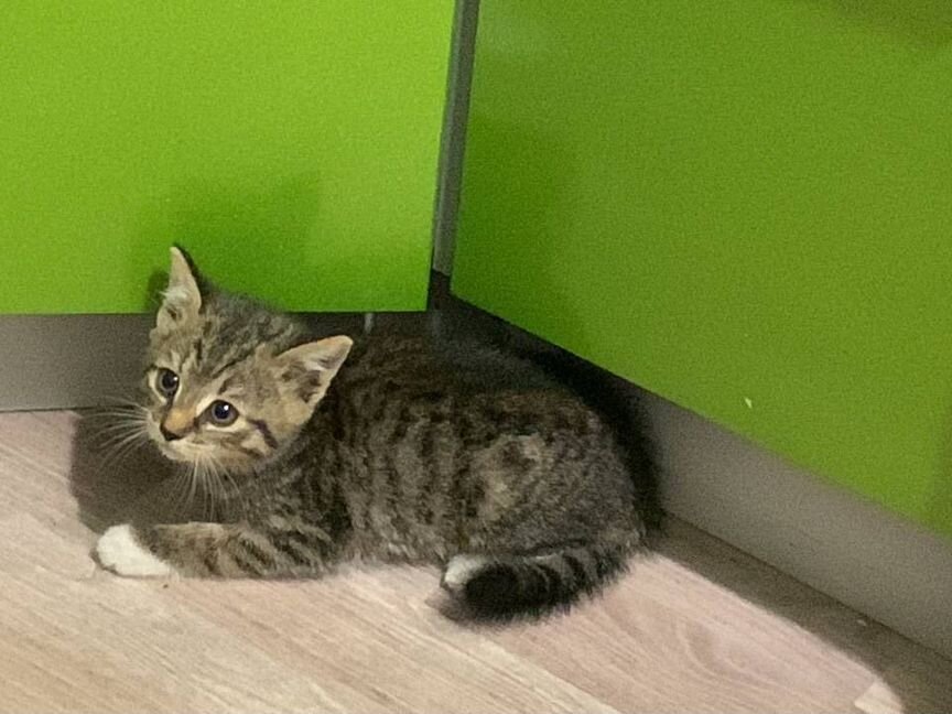 Кошка