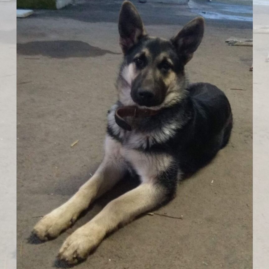 Восточно-европейская овчарка