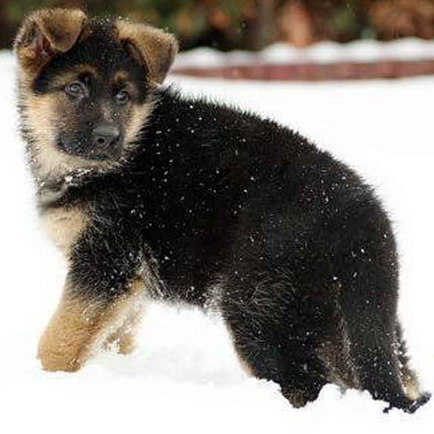 Прекрасные щеночки немецких овчарок