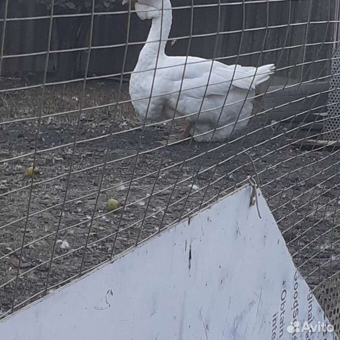 Гусыня,и гусь холмогоры