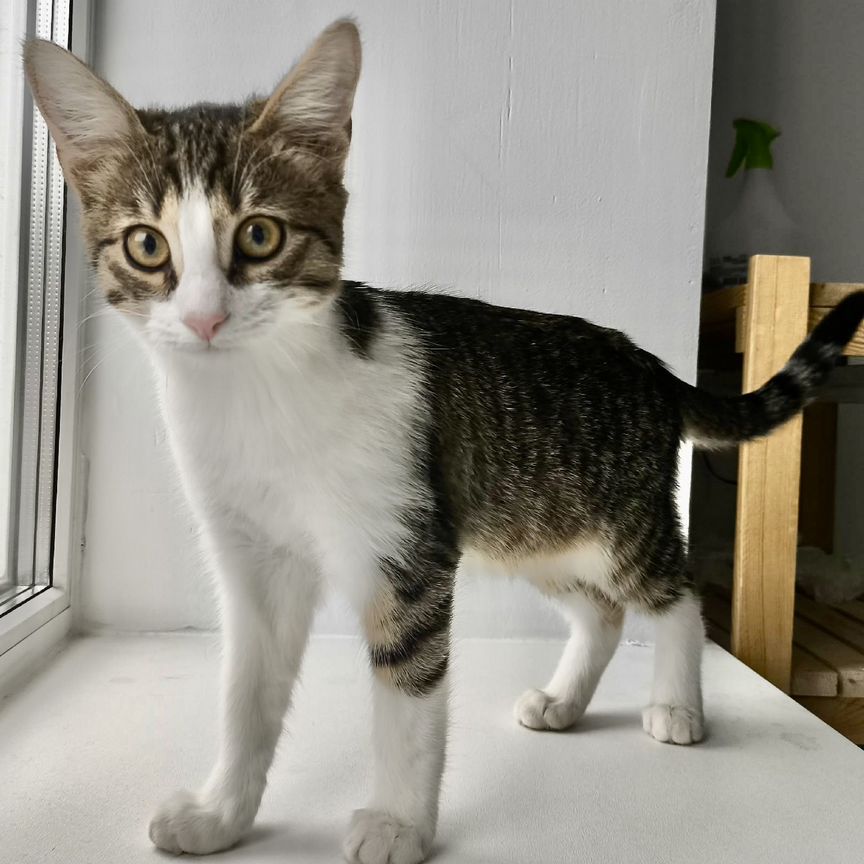 Котёнок в добрые руки