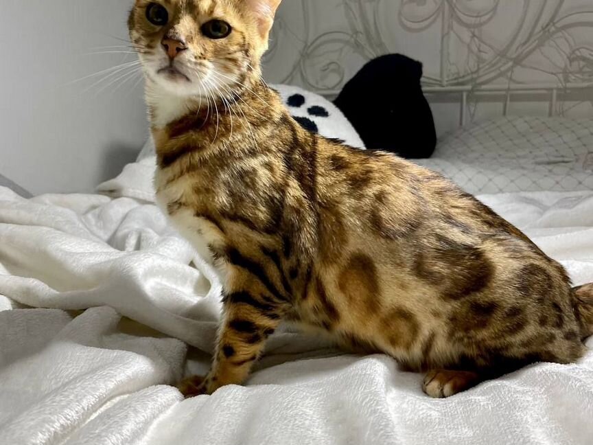 Бенгальские коты (пара бенгалов) для разведения
