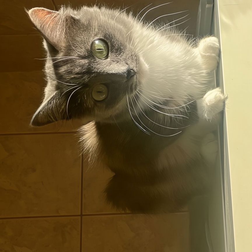 Взрослая, кошка в добрые руки