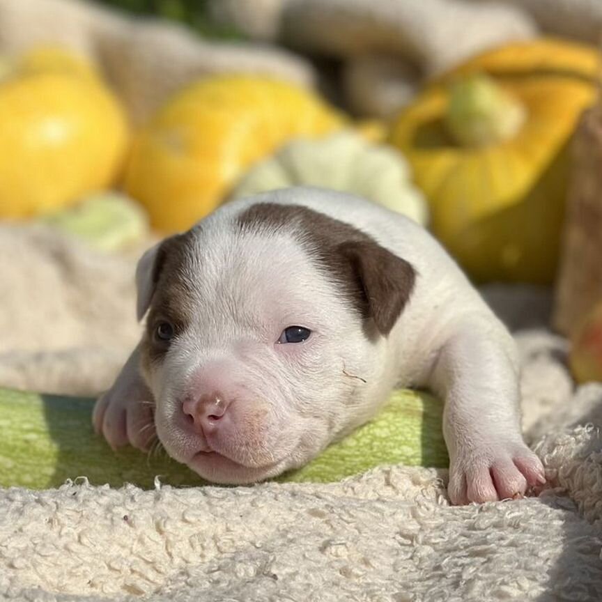 Американский булли покет девочка