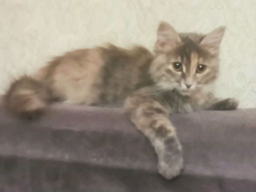 Котенок в дар бесплатно
