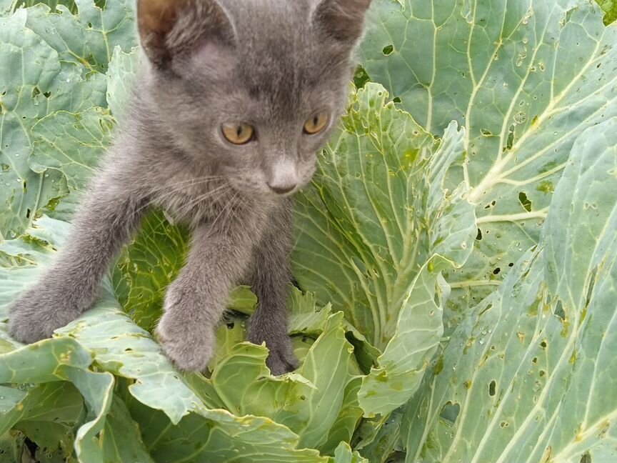 Котенок мальчик