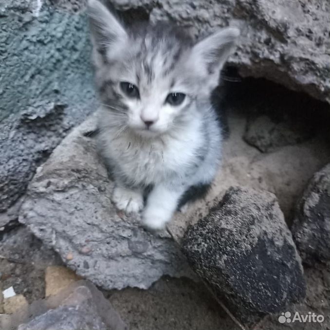 Котенок девочка осталась без мамы