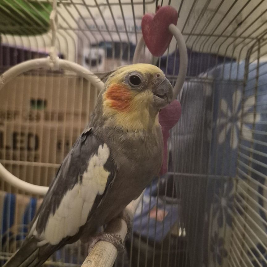 Попугай корелла