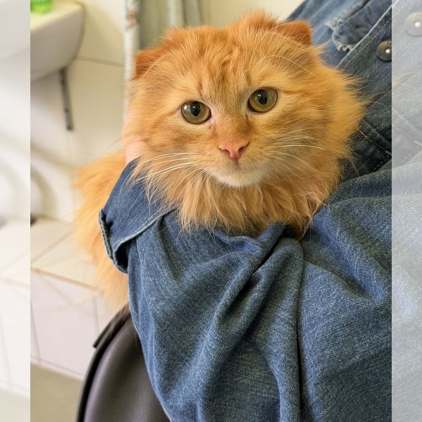 Шотландский вислоухий длинношёрстный котёнок