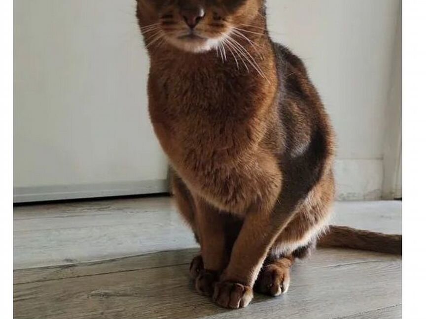 Отдам кошку в добрые руки