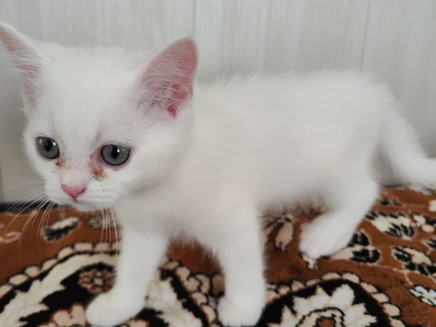 Продам шотландского котика