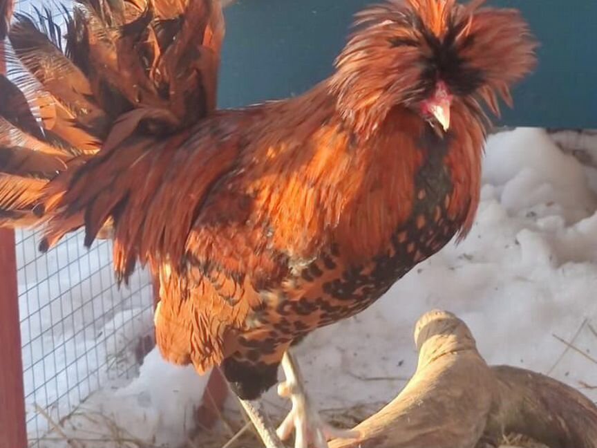 Продам чистопородных петушков