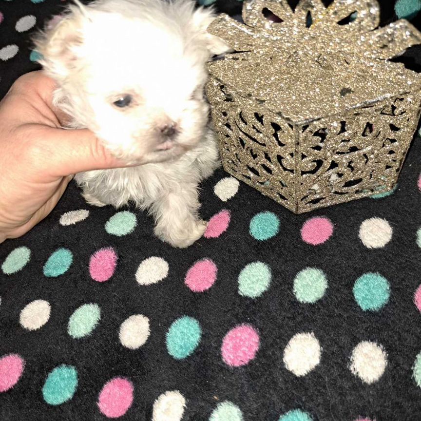 Миники мальтезики