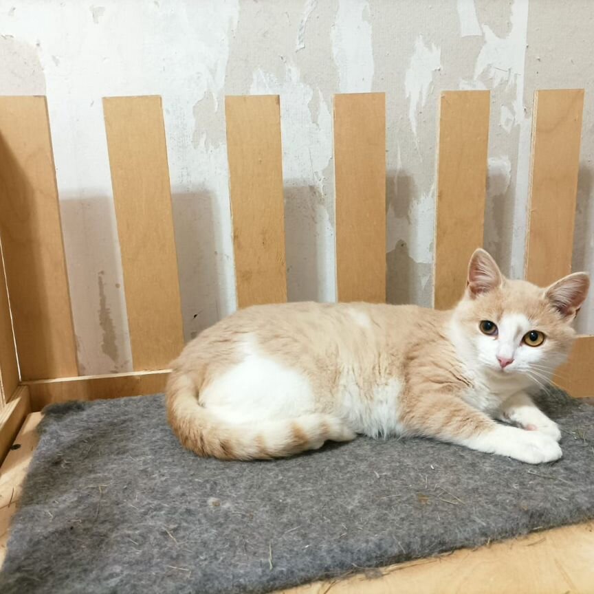 Ласковый котёнок в добрые руки
