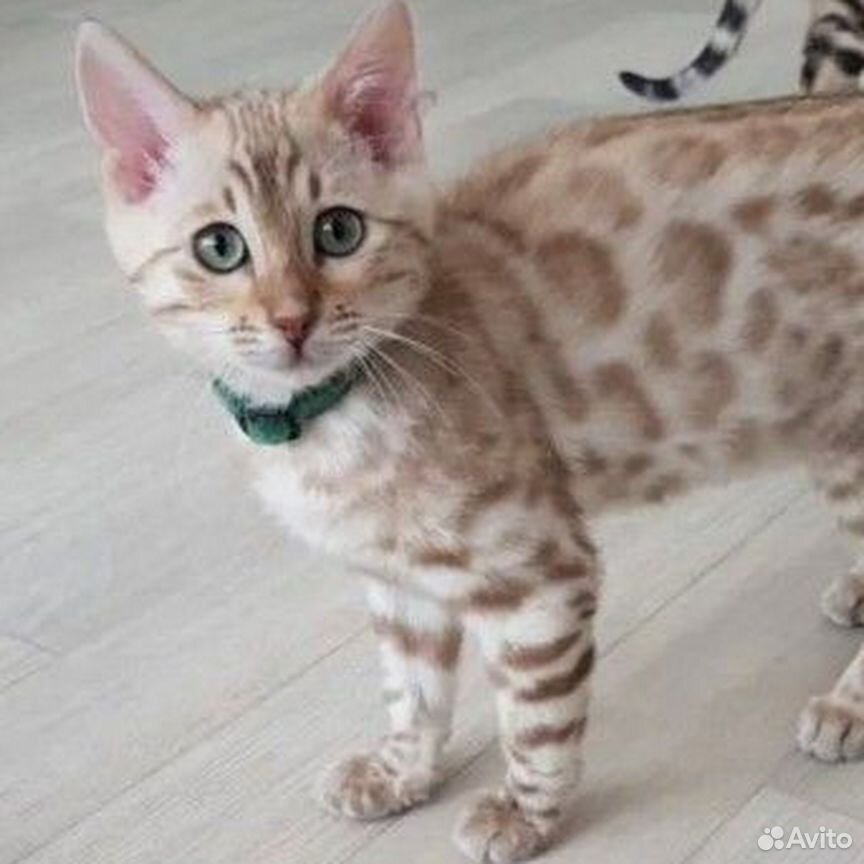 Снежный бенгал