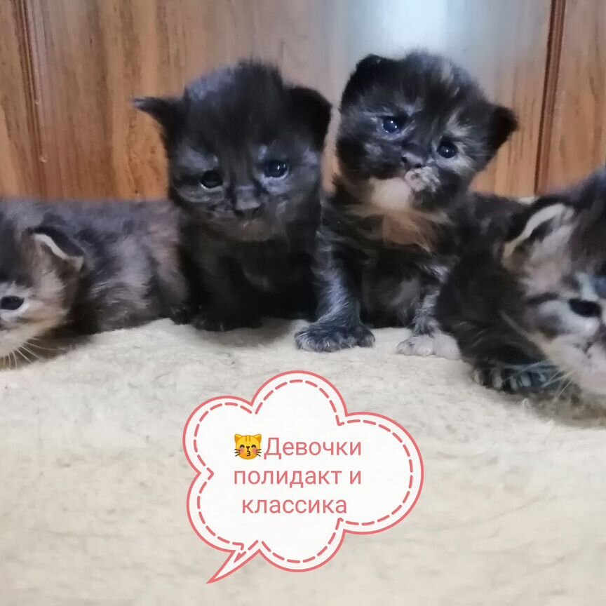 Котята мейн-кун