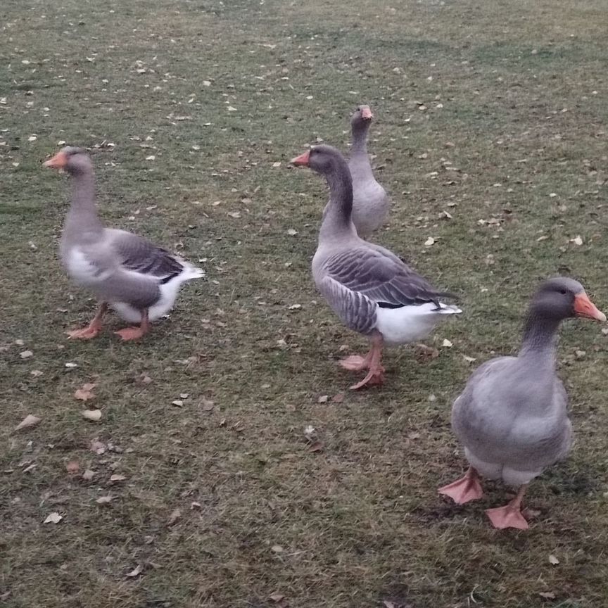 Продаю серых гусей живым весом