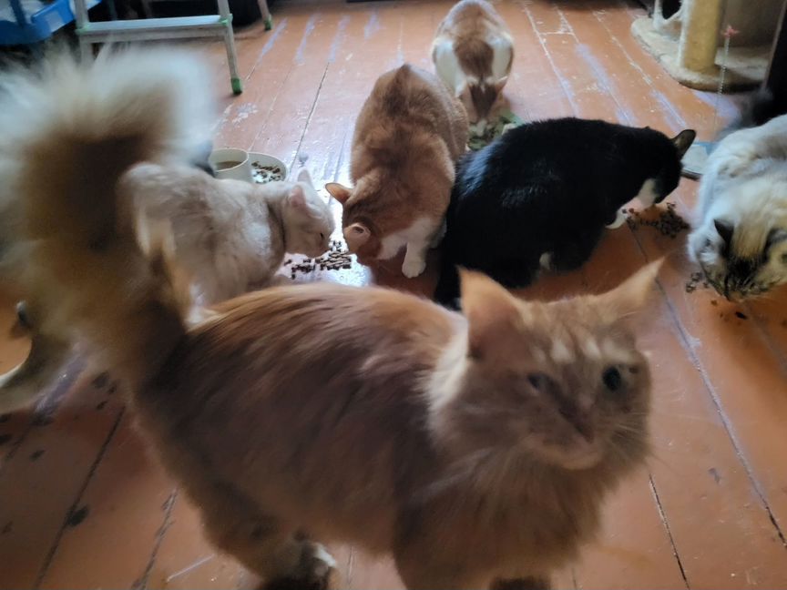 Помощь приюту котикам