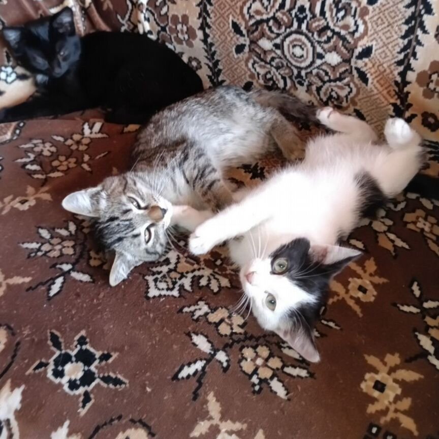 Котята в добрые руки