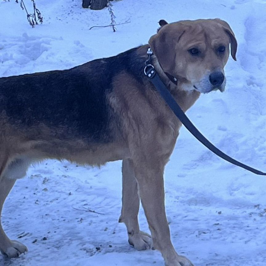 Русская гончая, взрослый пёс