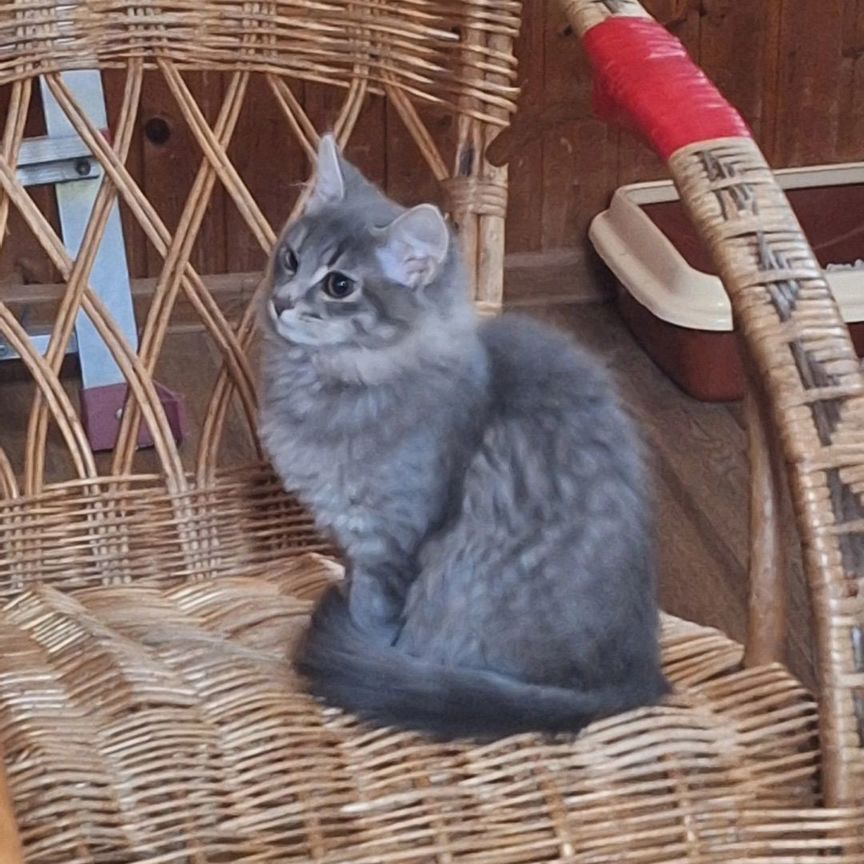 Котенок Алиса ищет дом