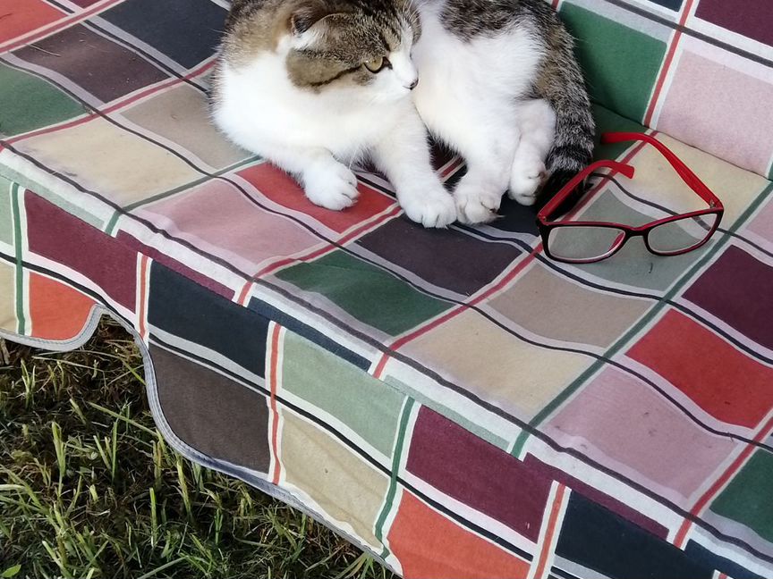 Кошка, шотланская вислоухая