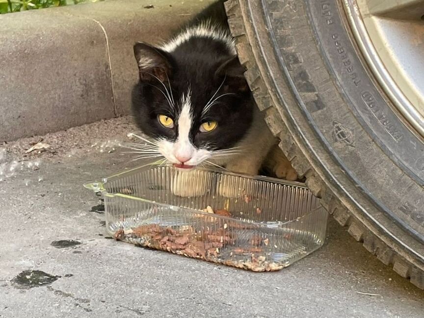 Очаровательный котик на улице