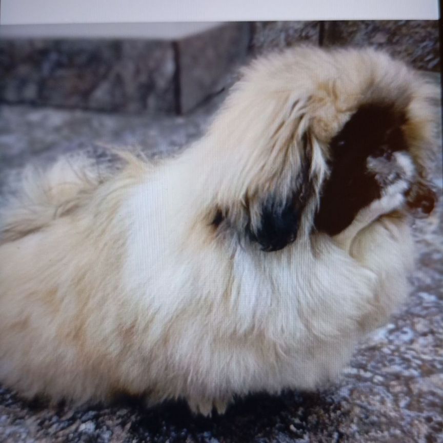 Пекинес, щенок