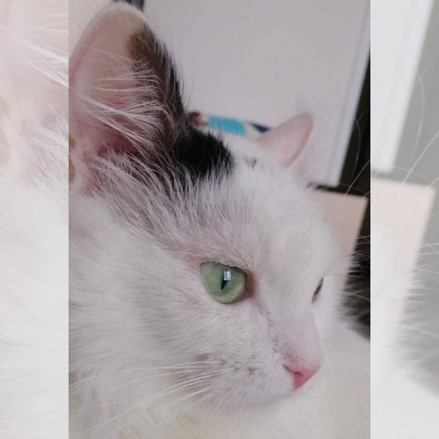 Очаровательный котик в любящую семью