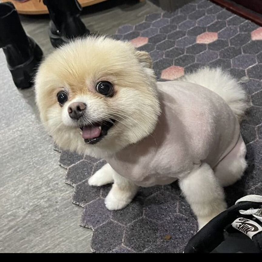 Померанский шпиц, взрослая собака