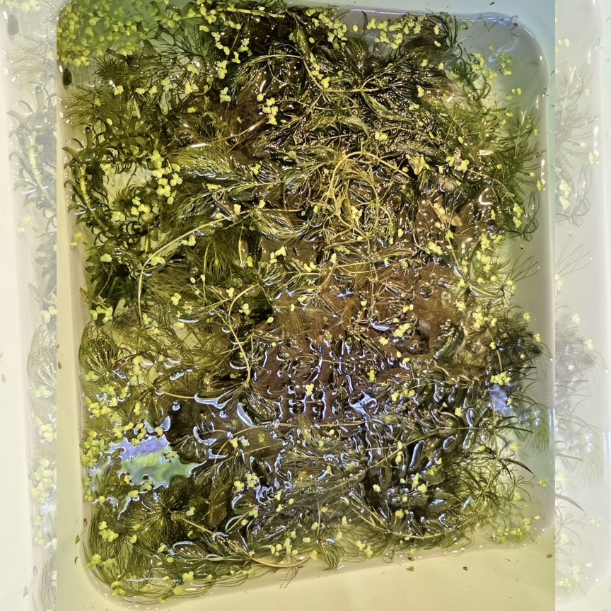 Аквариумные растения