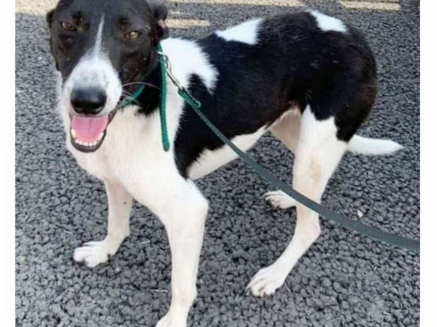 Собака привитая и стерильная