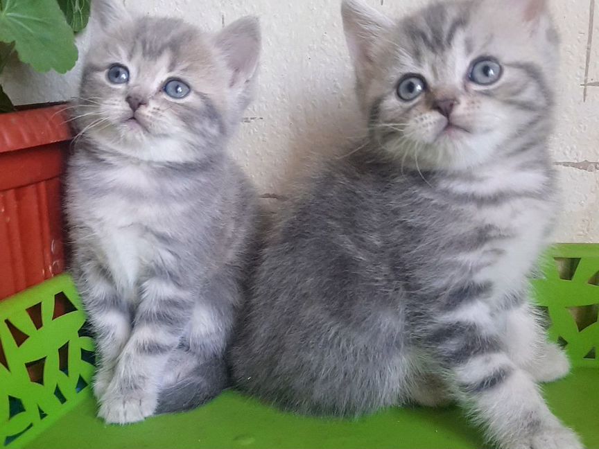 Клевые британцы