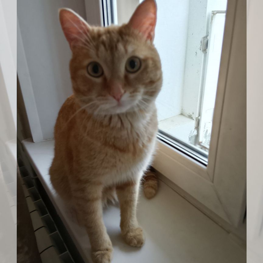 Британский короткошёрстный, взрослый кот