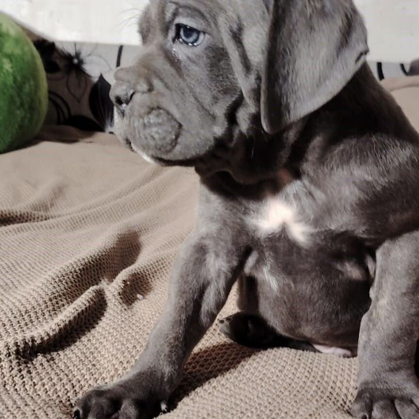 Щенок Кане-Корсо мальчик