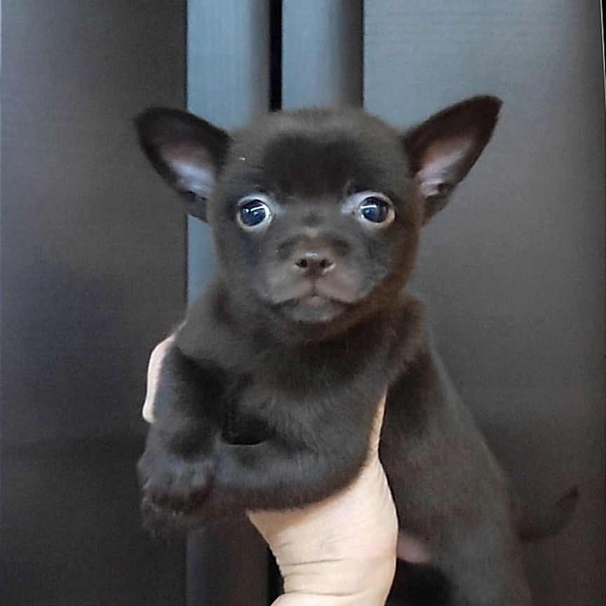 Щенки чихуахуа