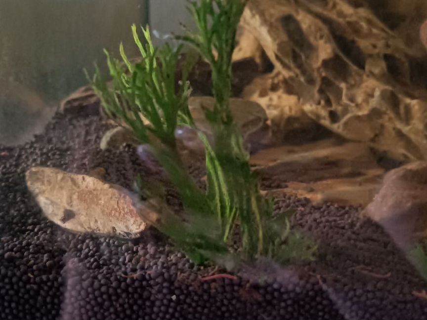 Аквариумные растения и декор