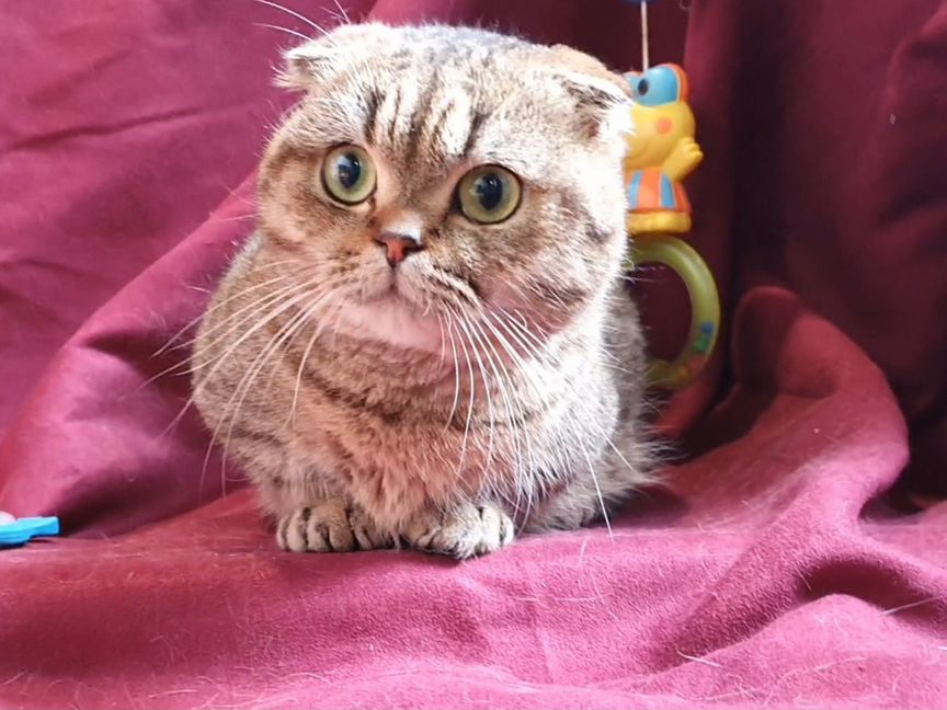 Скоттиш килт фолд, мальчик