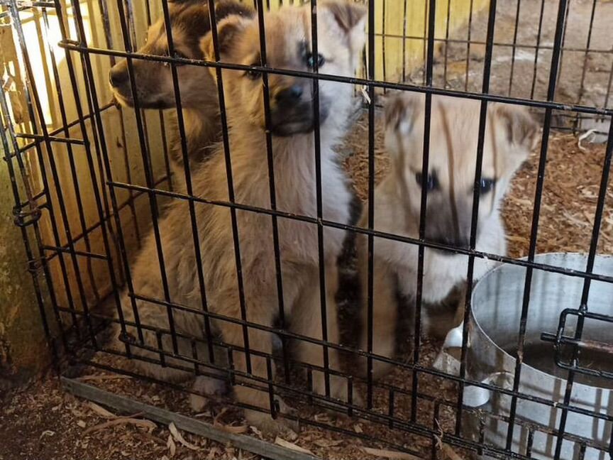 Щенки из отлова